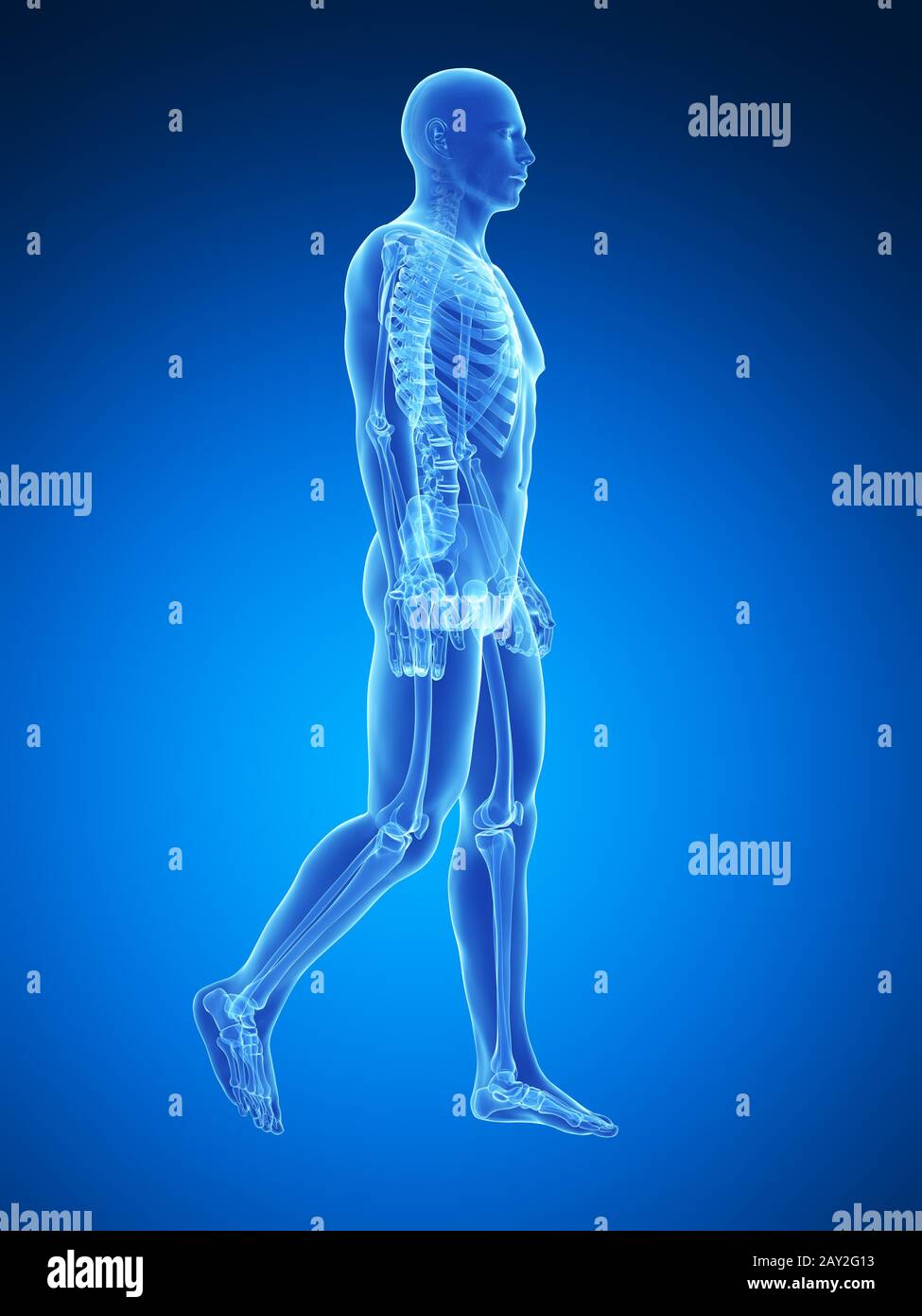 Human anatomy walking medical hi-res stock photography and images - Alamy