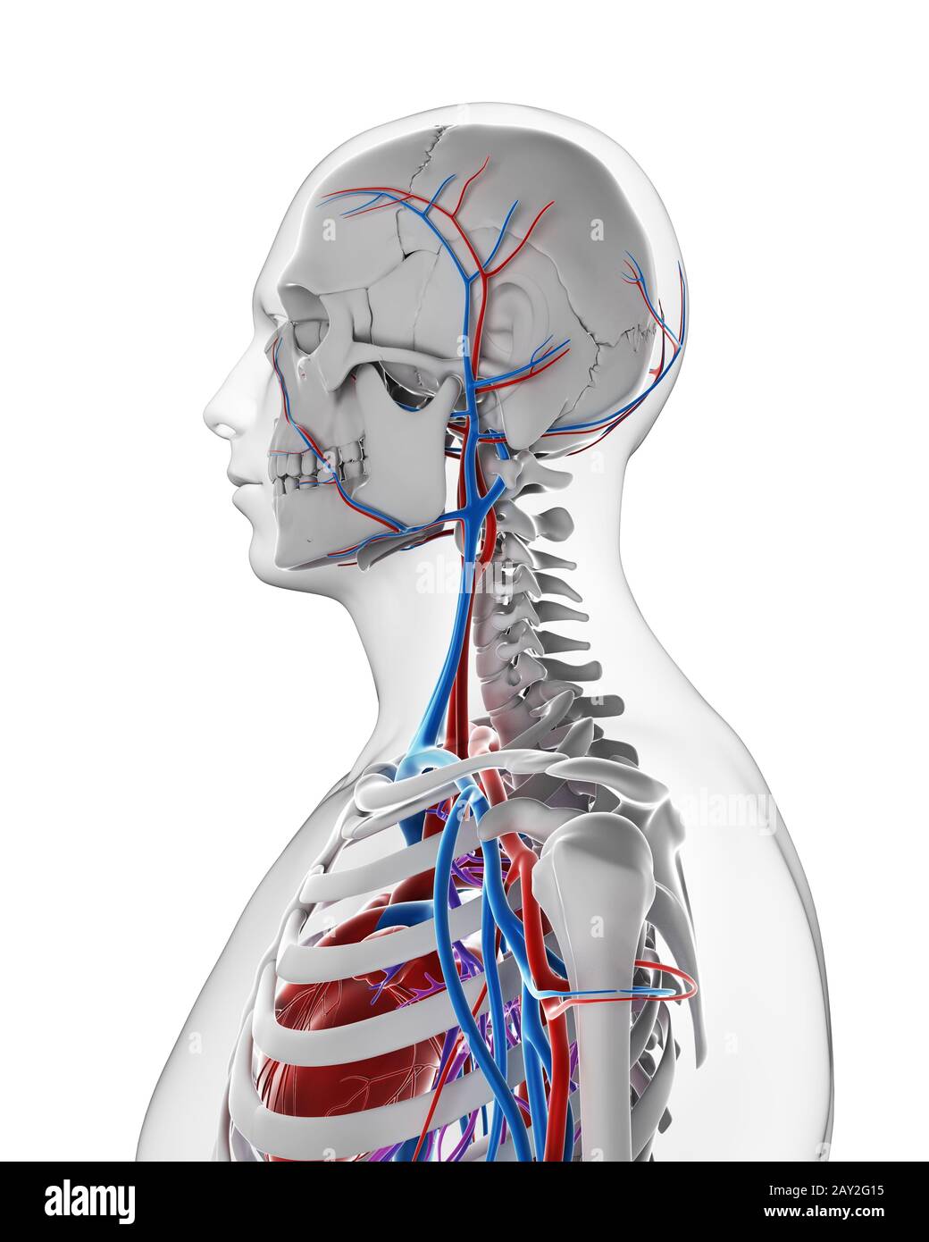 3d rendered illustration - vascular system Stock Photo - Alamy
