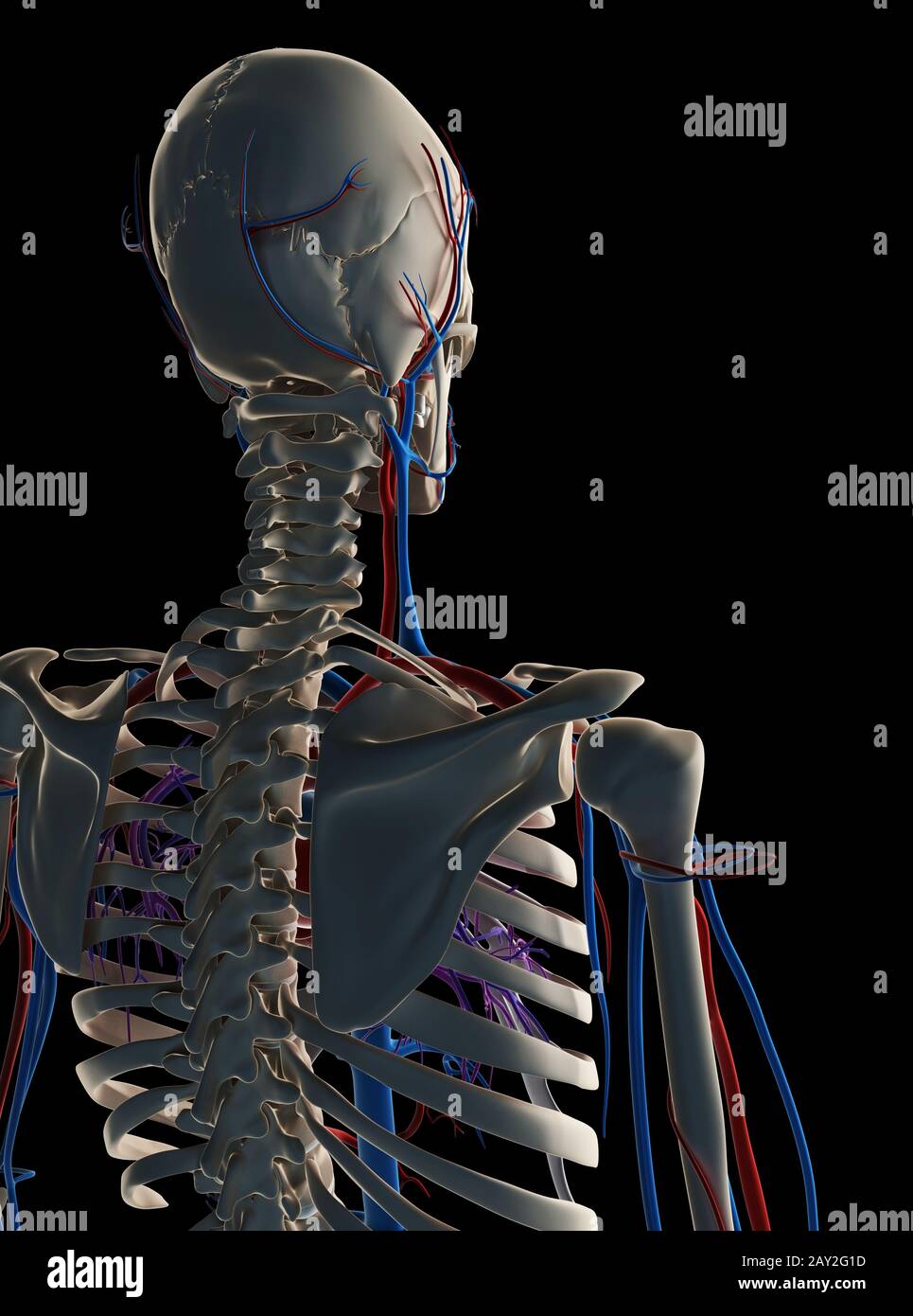 3d rendered illustration - vascular system Stock Photo - Alamy
