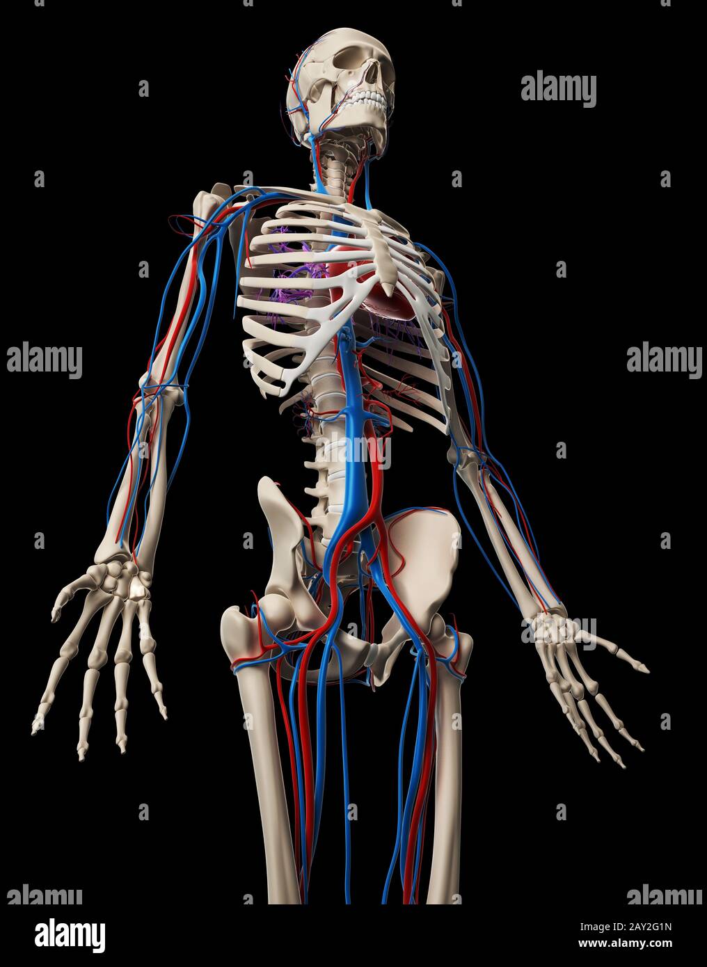 3d rendered illustration - vascular system Stock Photo - Alamy