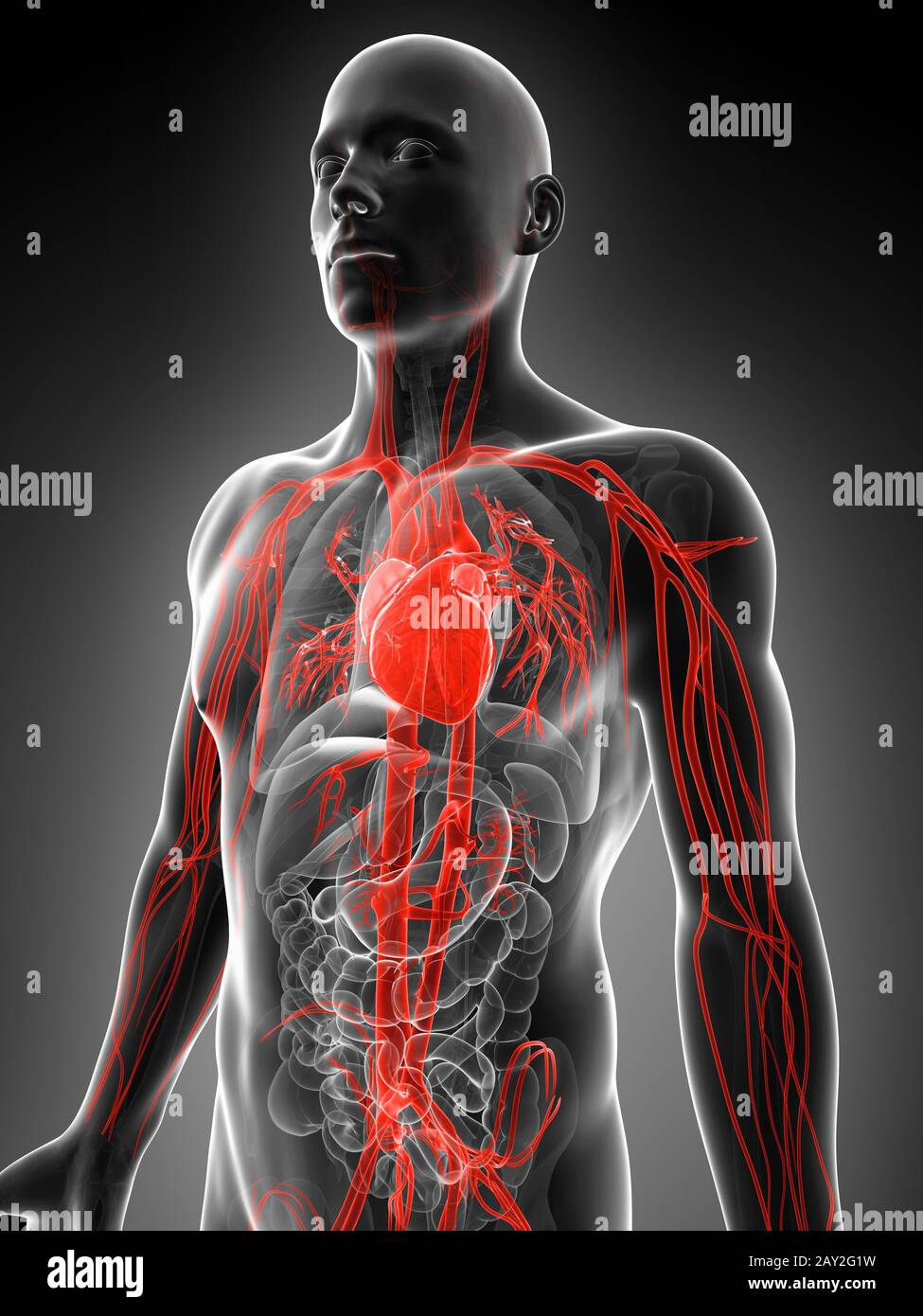 3d rendered illustration of the human vascular system Stock Photo - Alamy