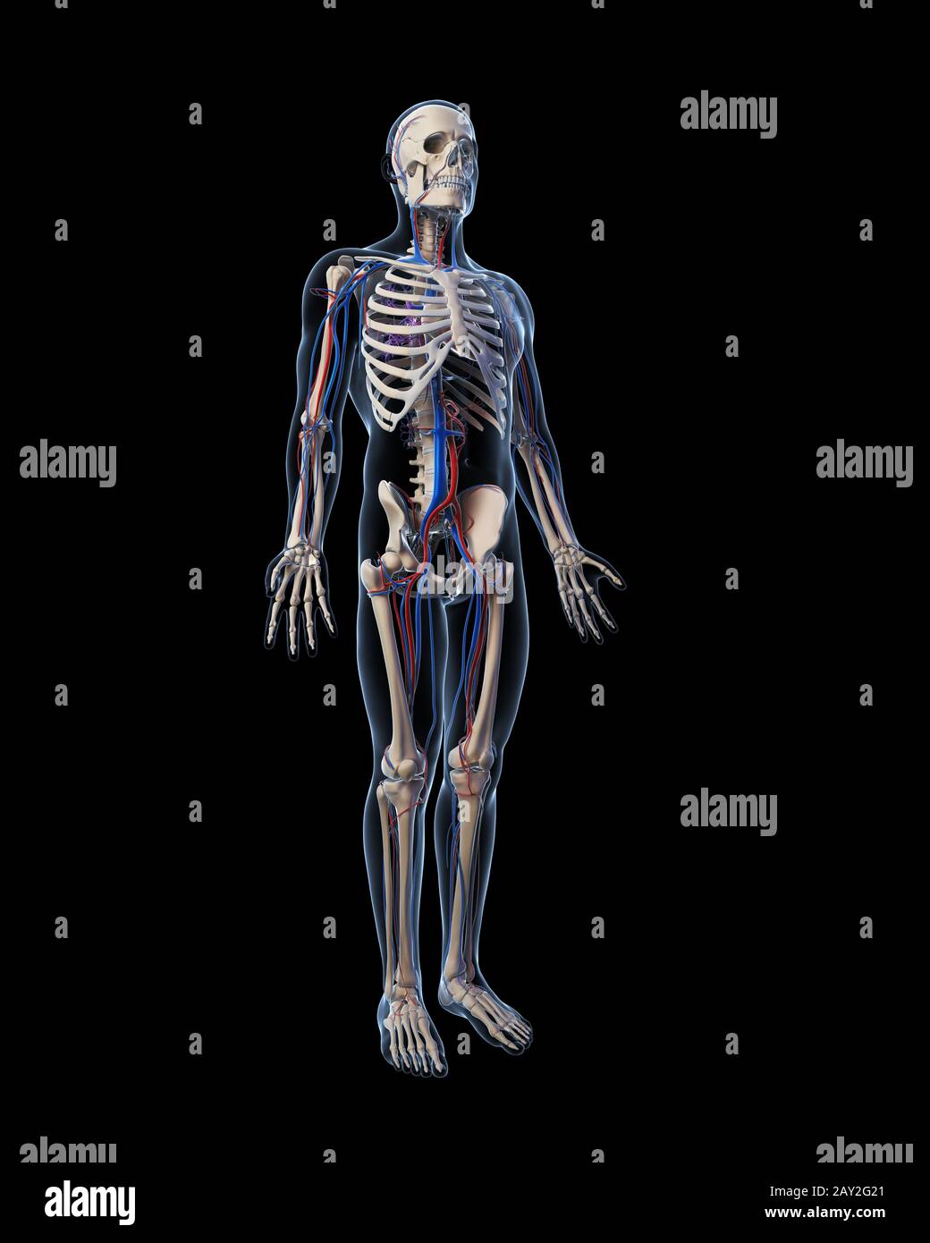 3d rendered illustration - vascular system Stock Photo - Alamy