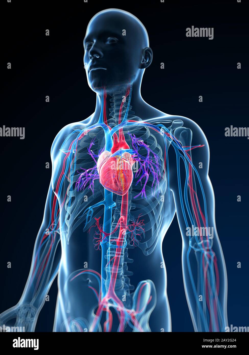 3d rendered illustration of the human vascular system Stock Photo - Alamy