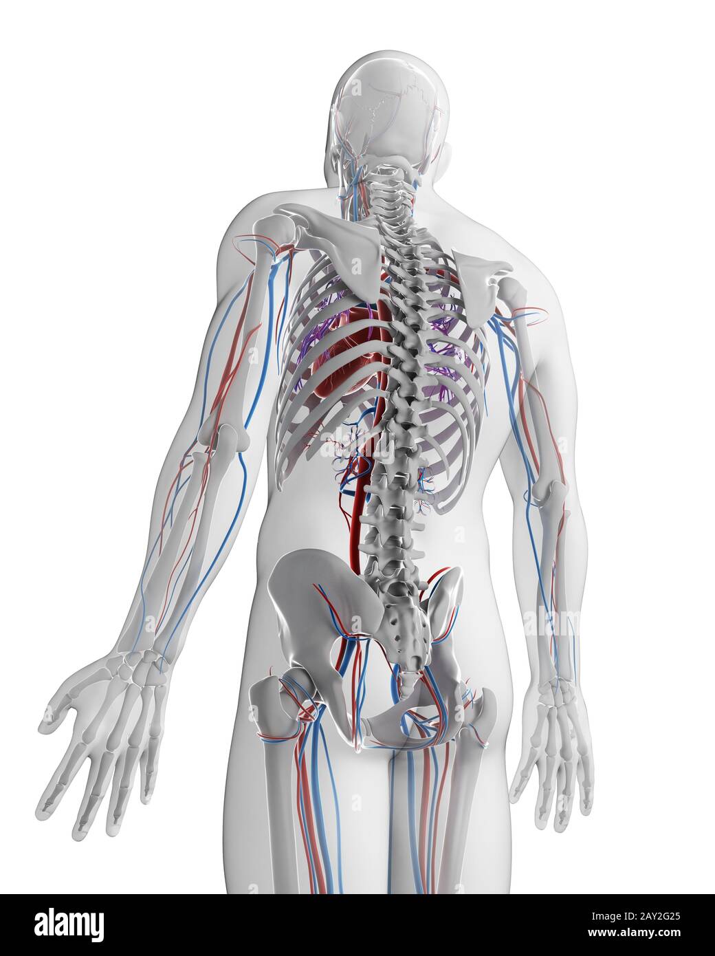 3d rendered illustration - vascular system Stock Photo - Alamy