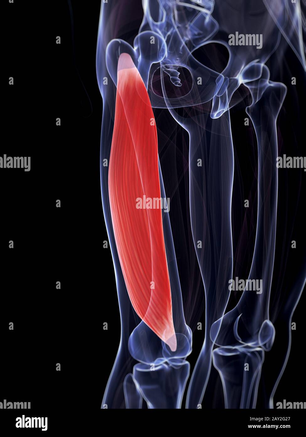 Vastus lateralis muscle hi-res stock photography and images - Alamy