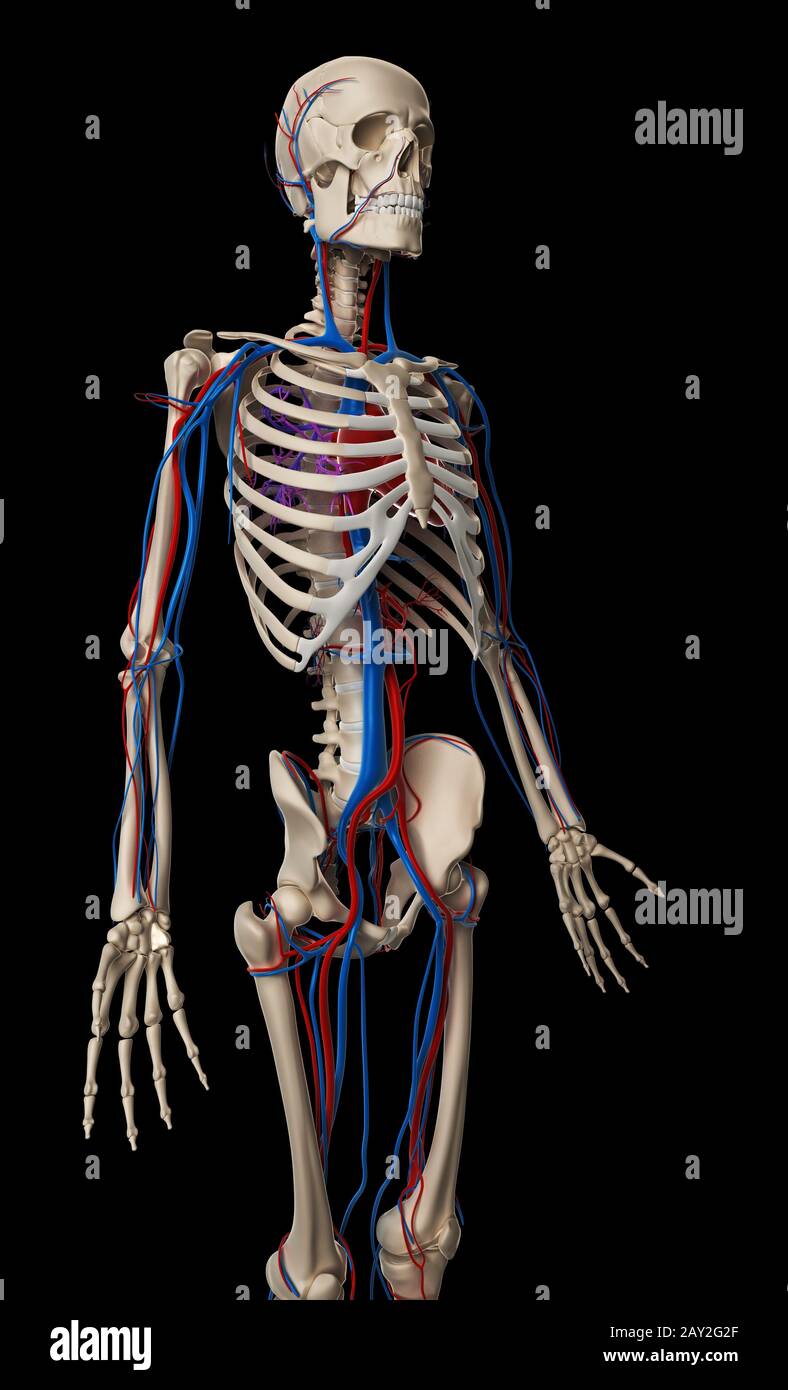 3d rendered illustration - vascular system Stock Photo - Alamy