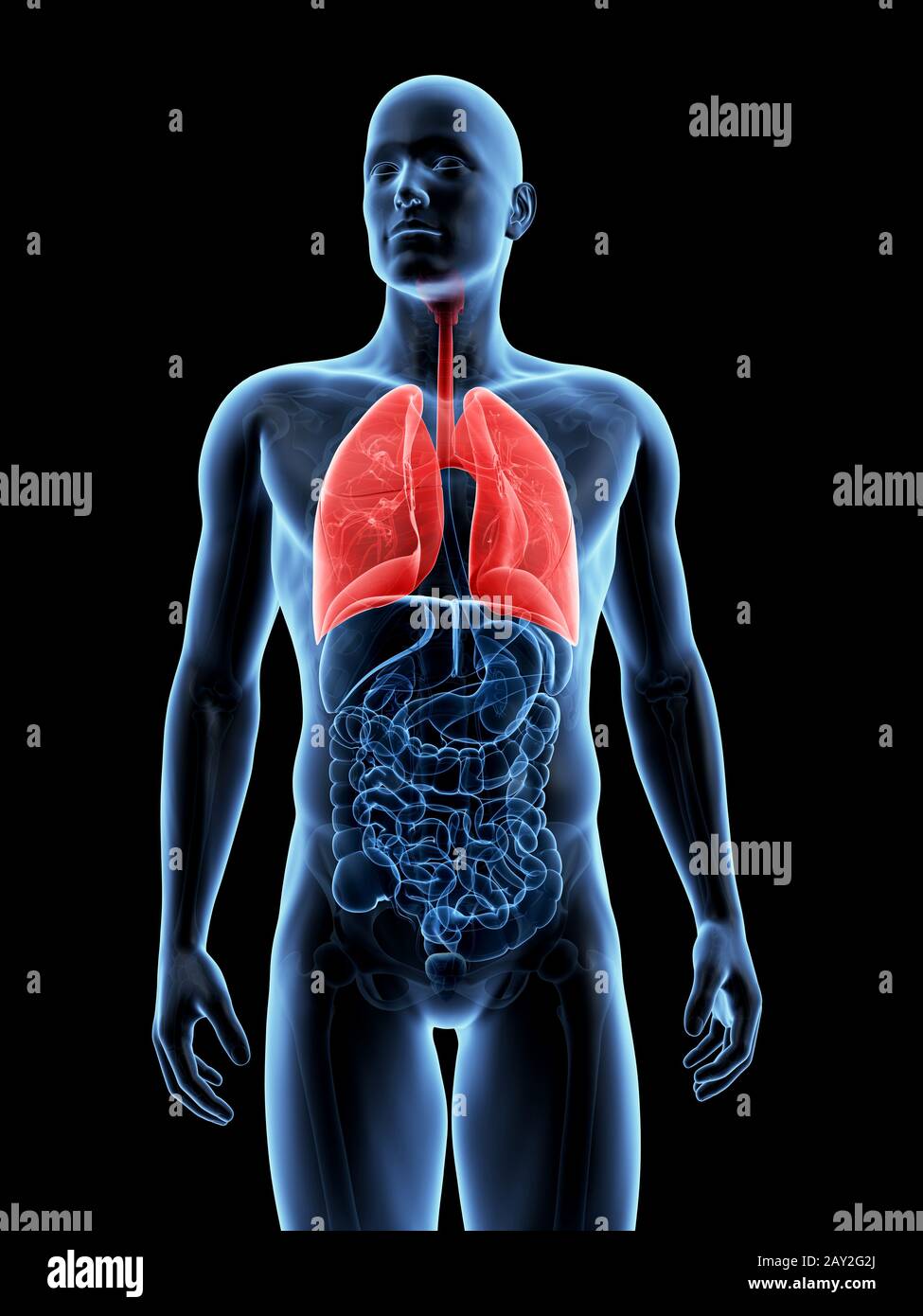 3d rendered illustration of the male lung Stock Photo - Alamy