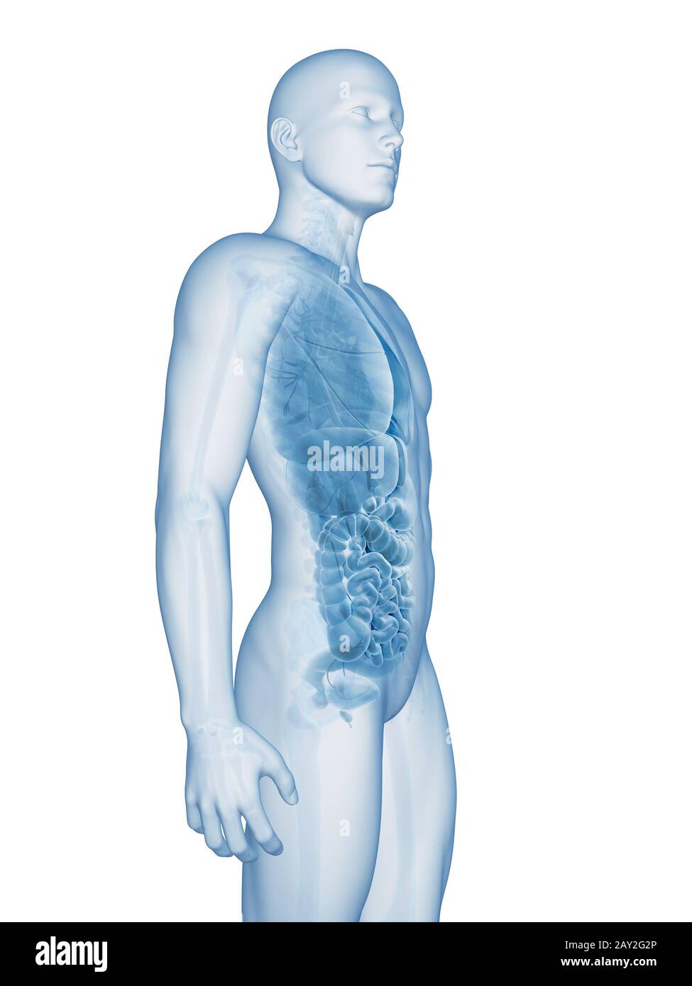 3d rendered illustration of the male organs Stock Photo - Alamy