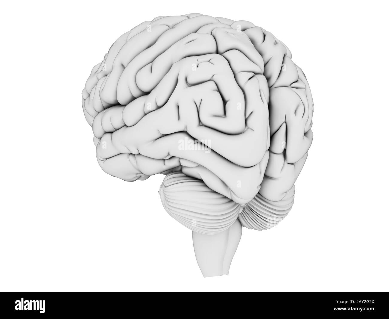 3d rendered illustration - white brian Stock Photo - Alamy