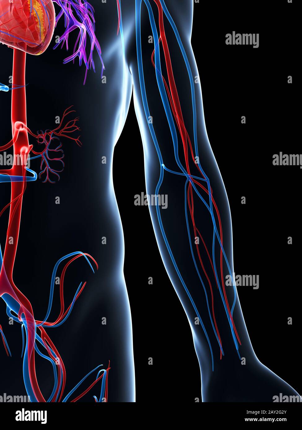 3d rendered illustration of the human vascular system Stock Photo - Alamy