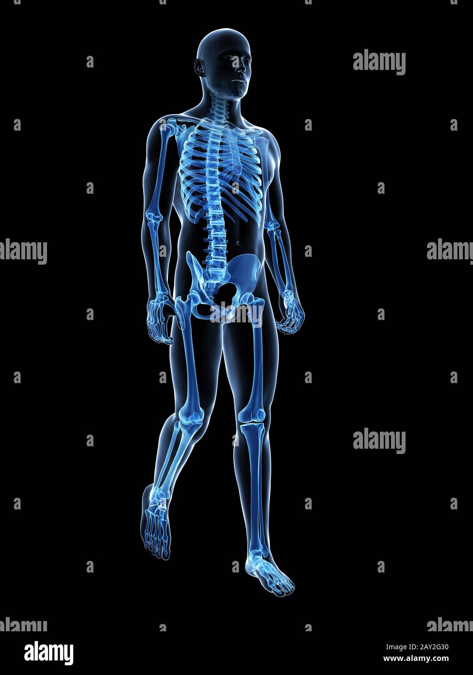 Human anatomy walking medical hi-res stock photography and images - Alamy