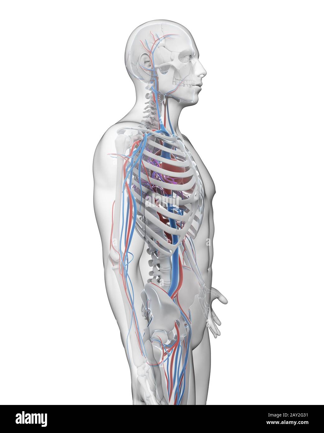 3d rendered illustration - vascular system Stock Photo - Alamy