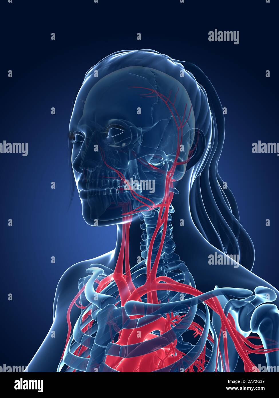3d rendered medical illustration - female vascular system Stock Photo ...