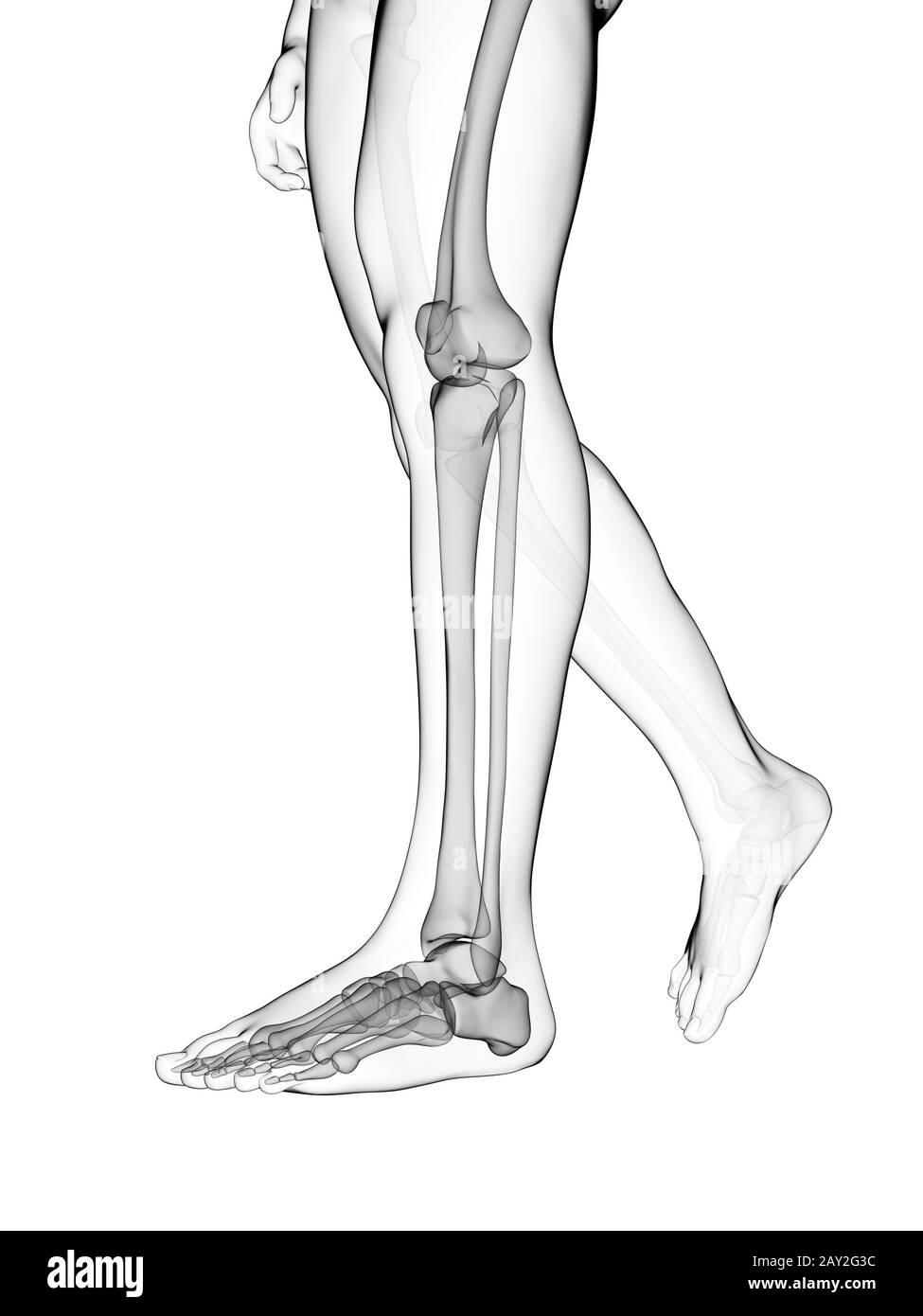 3d rendered illustration of the leg bones Stock Photo - Alamy
