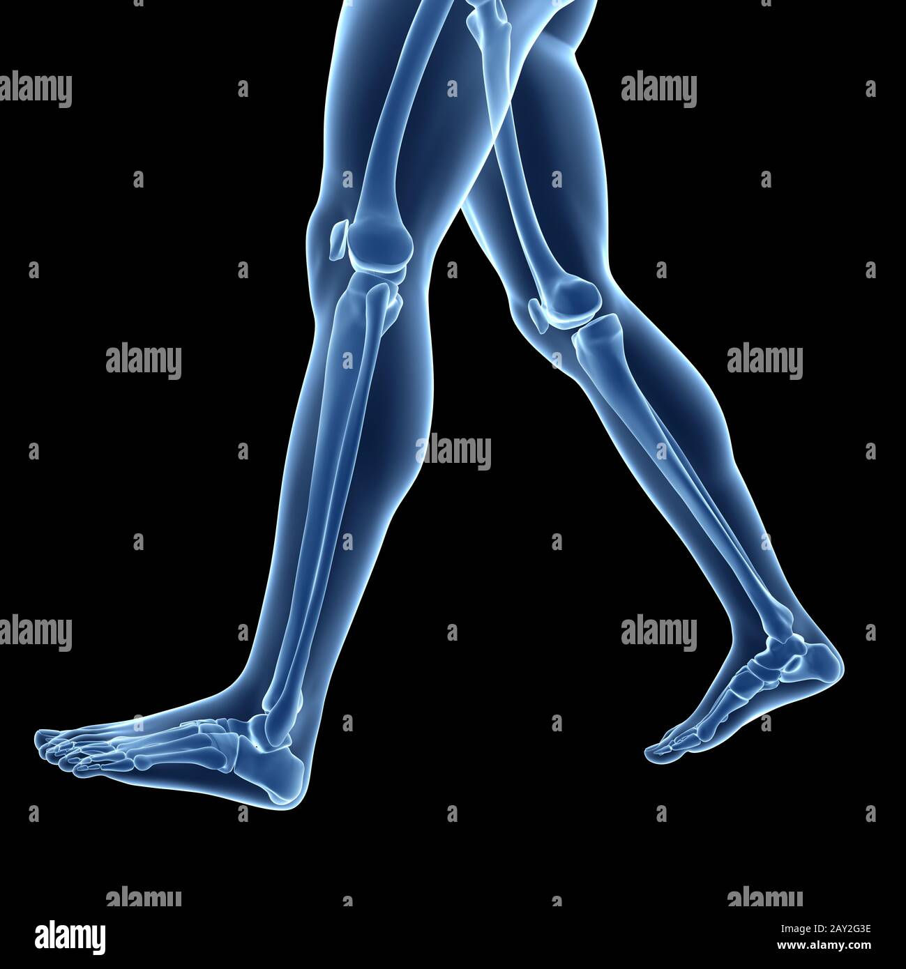 3d rendered illustration of the leg bones Stock Photo - Alamy