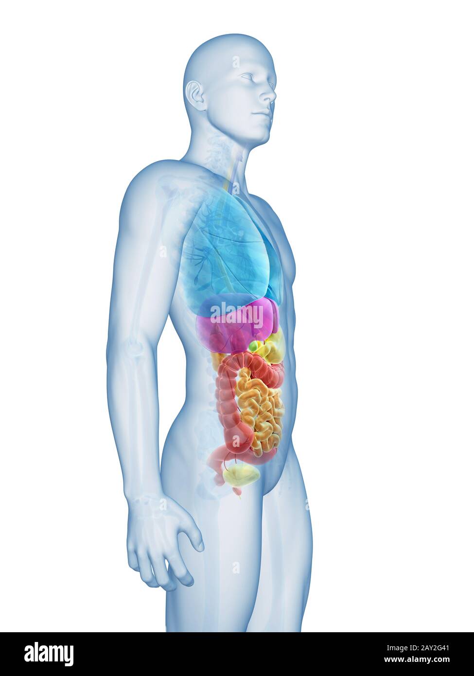 3d rendered illustration of the male organs Stock Photo - Alamy