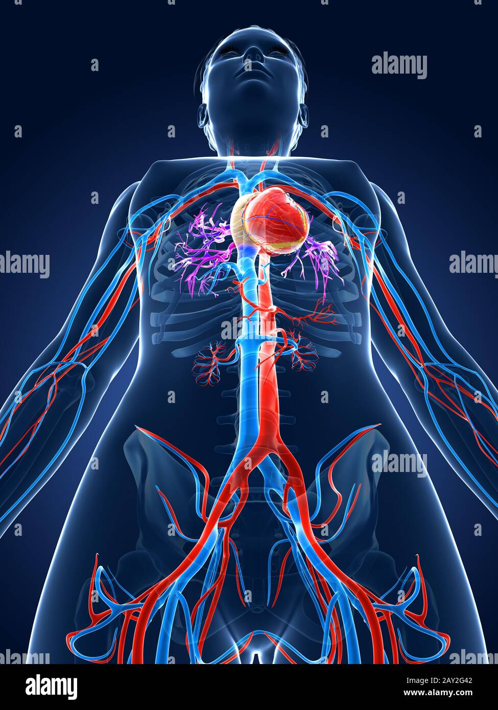 3d rendered medical illustration - female vascular system Stock Photo ...