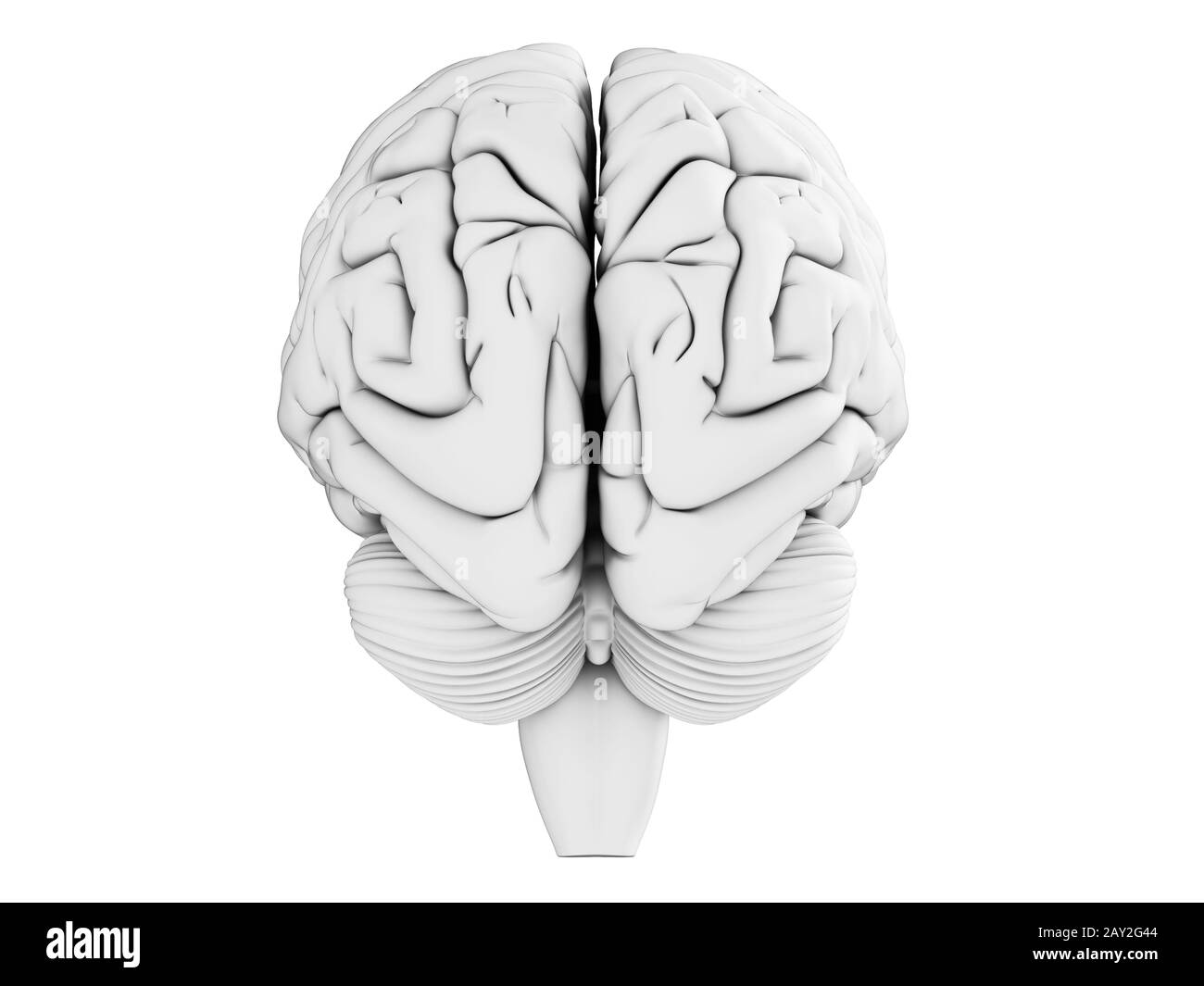 3d rendered illustration - white brian Stock Photo - Alamy