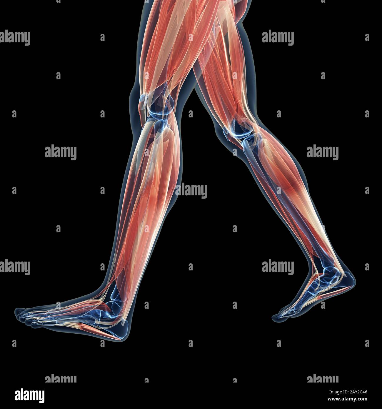 3d rendered illustration of the leg muscles Stock Photo - Alamy