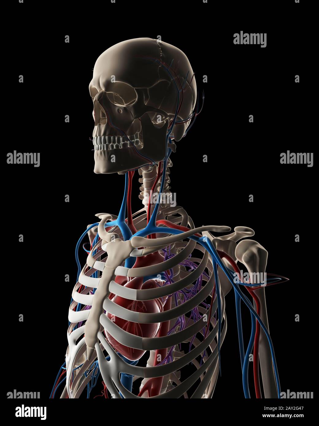 3d rendered illustration - vascular system Stock Photo - Alamy