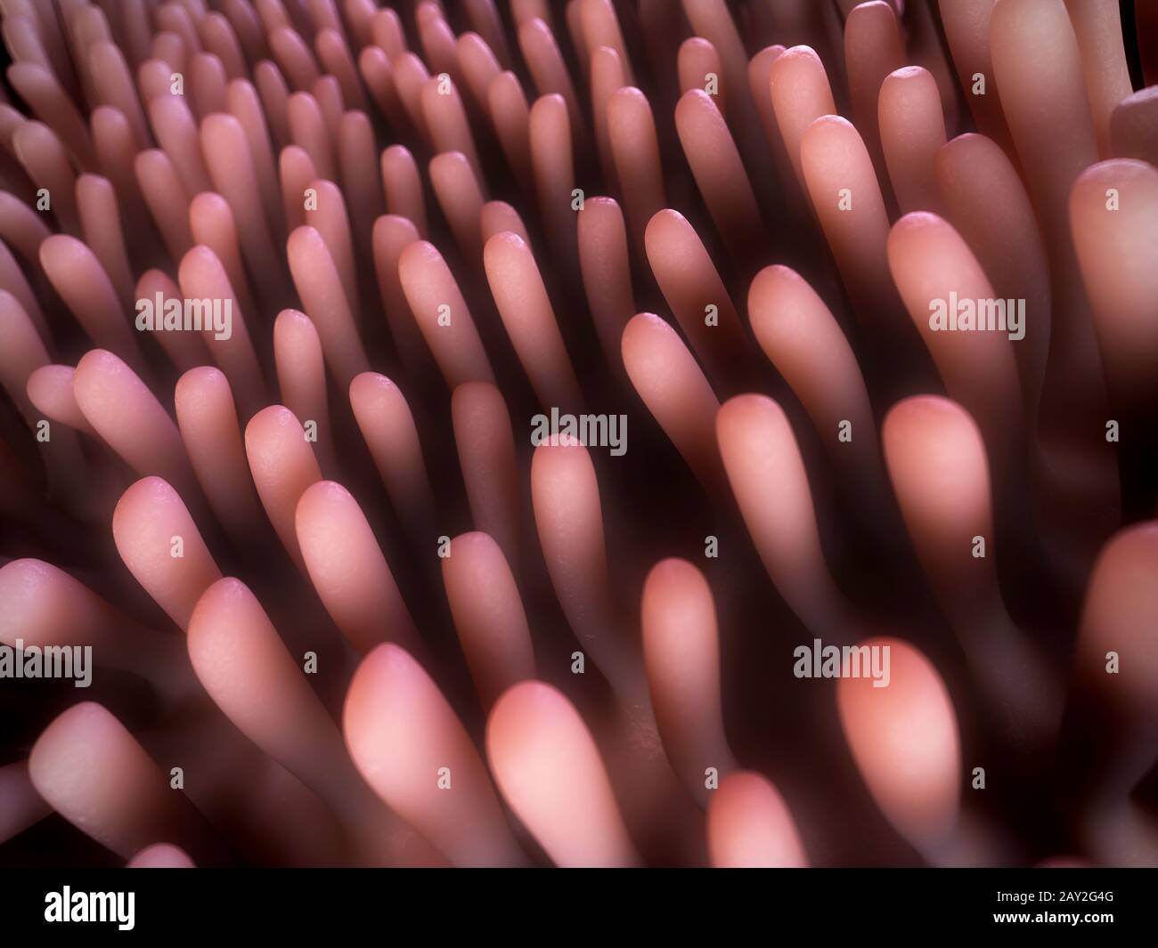 3d rendered illustration of the colon villi Stock Photo - Alamy