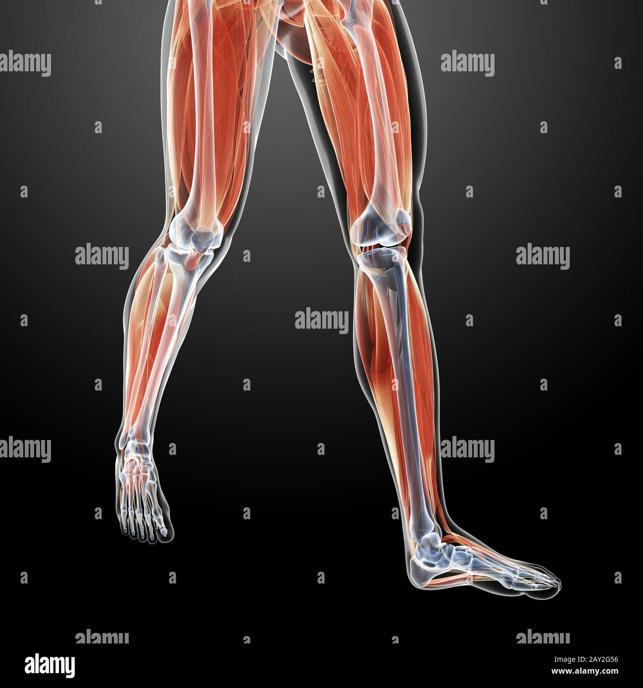3d rendered illustration of the leg muscles Stock Photo - Alamy