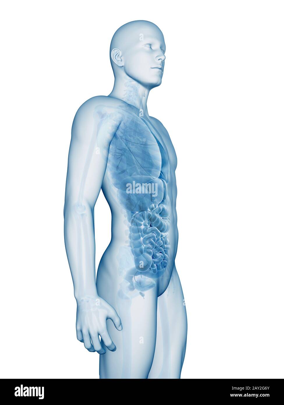 3d rendered illustration of the male organs Stock Photo - Alamy