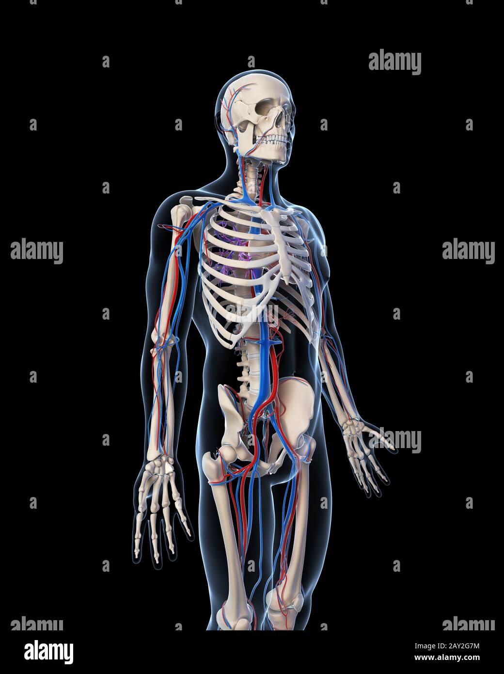3d rendered illustration - vascular system Stock Photo - Alamy