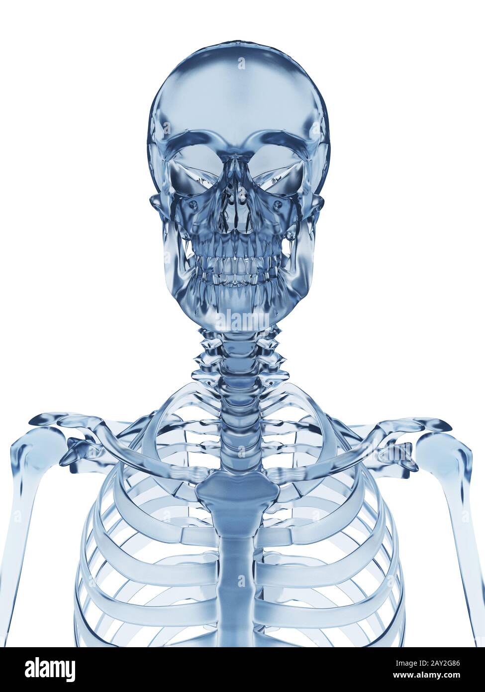 Glass Skeleton High Resolution Stock Photography and Images - Alamy