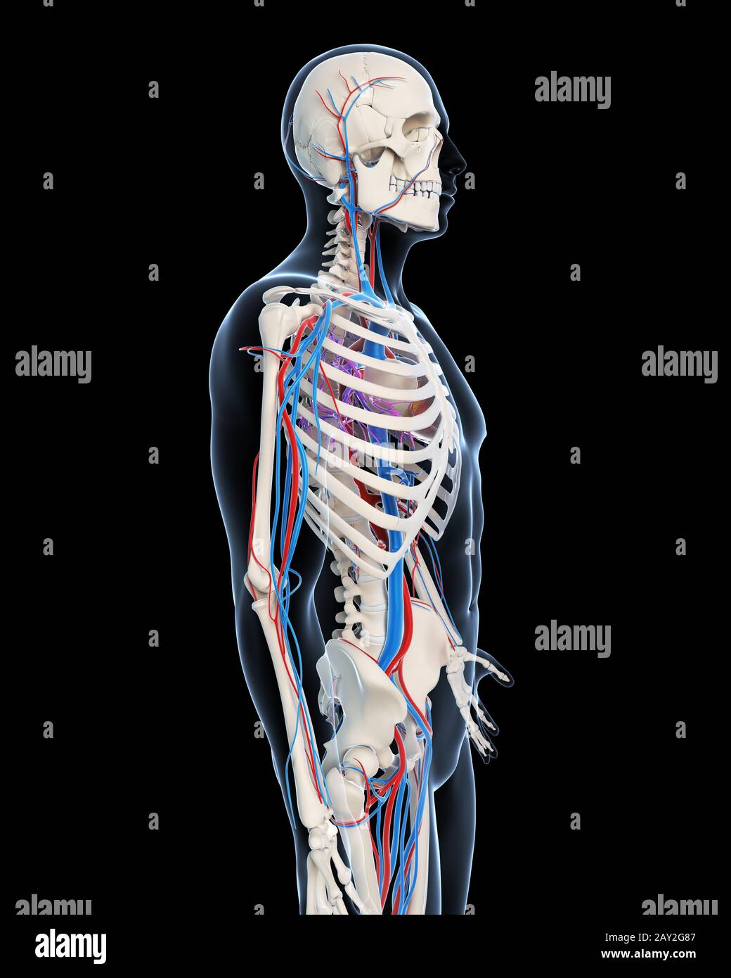 3d rendered illustration - vascular system Stock Photo - Alamy