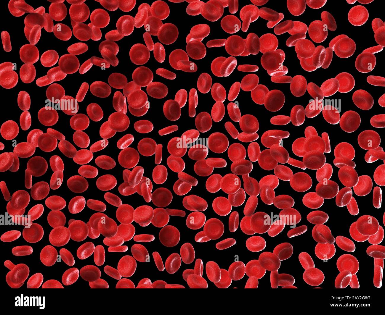 Human Red Blood Cells