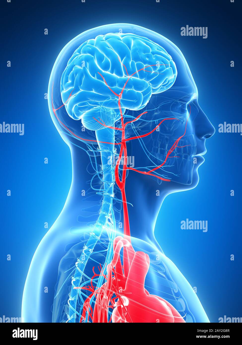 3d rendered illustration - male brain Stock Photo - Alamy