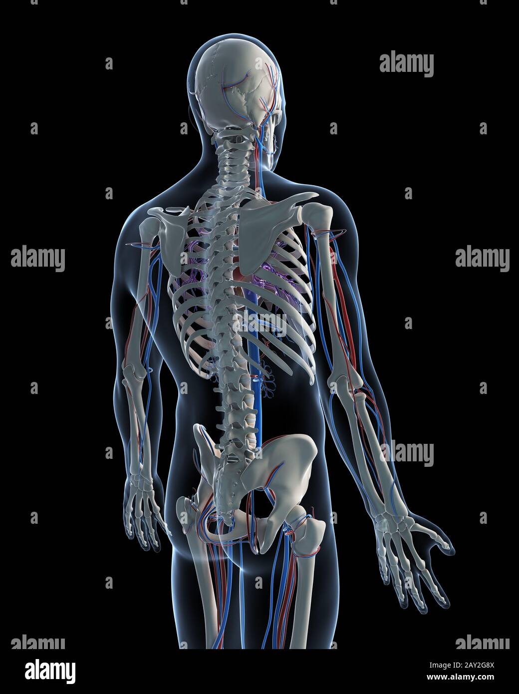 3d rendered illustration - vascular system Stock Photo - Alamy