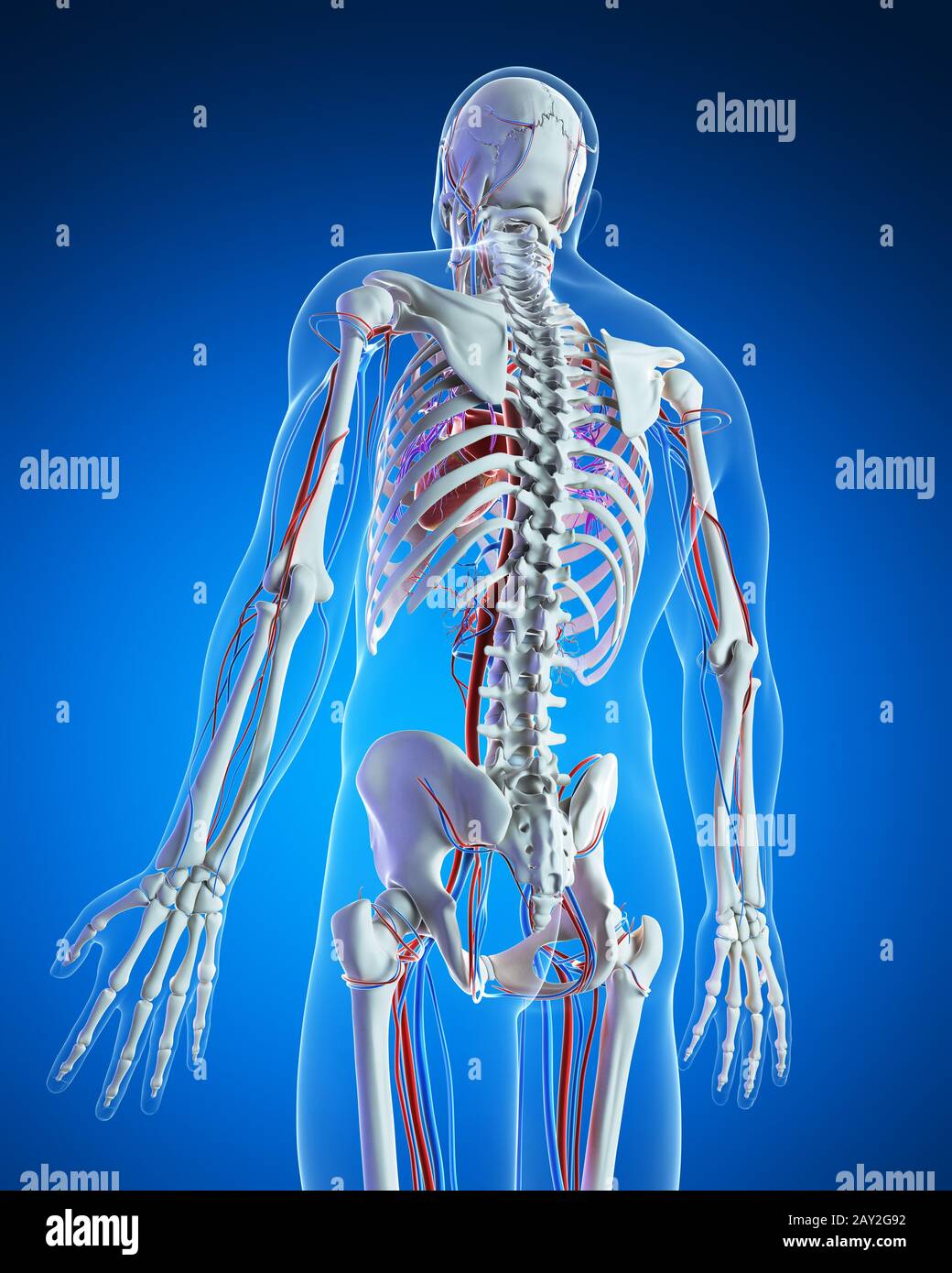 3d rendered illustration - vascular system Stock Photo - Alamy