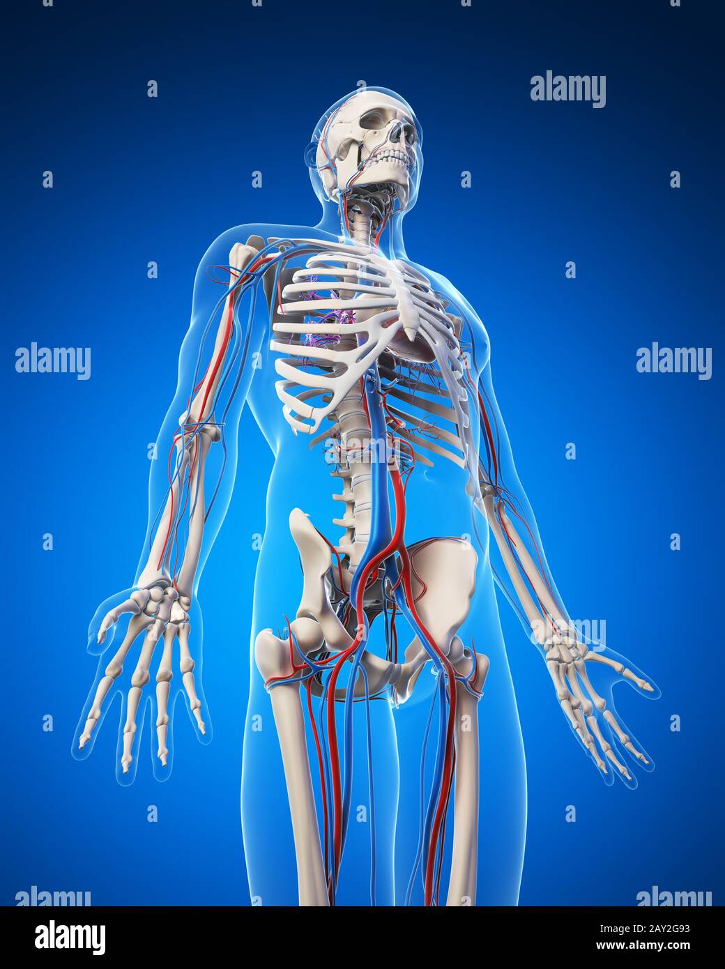 3d rendered illustration - vascular system Stock Photo - Alamy