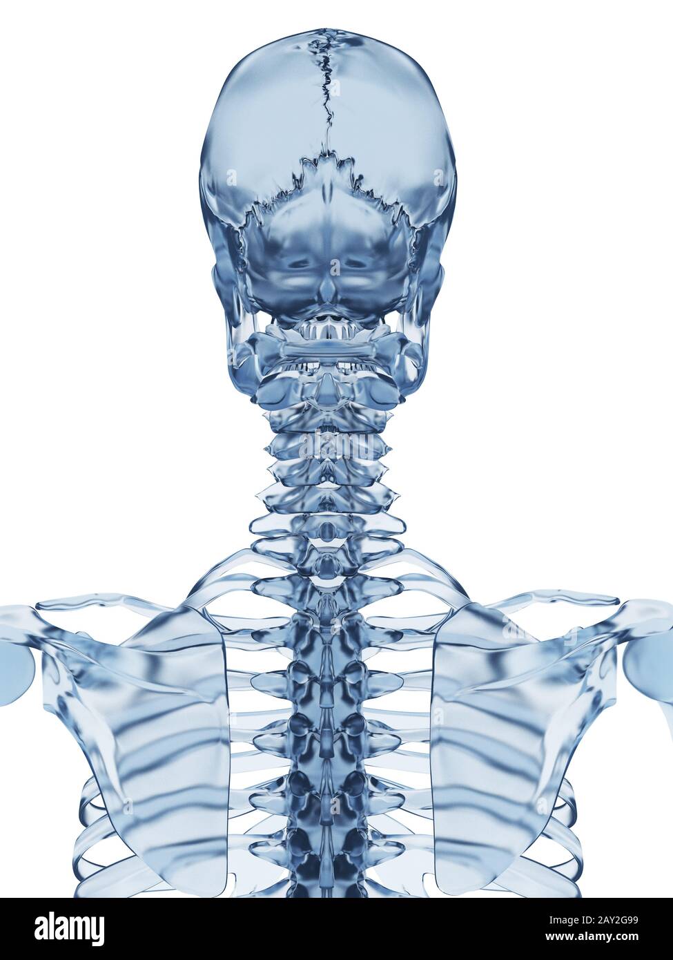 3d rendered illustration of a glass skeleton Stock Photo - Alamy