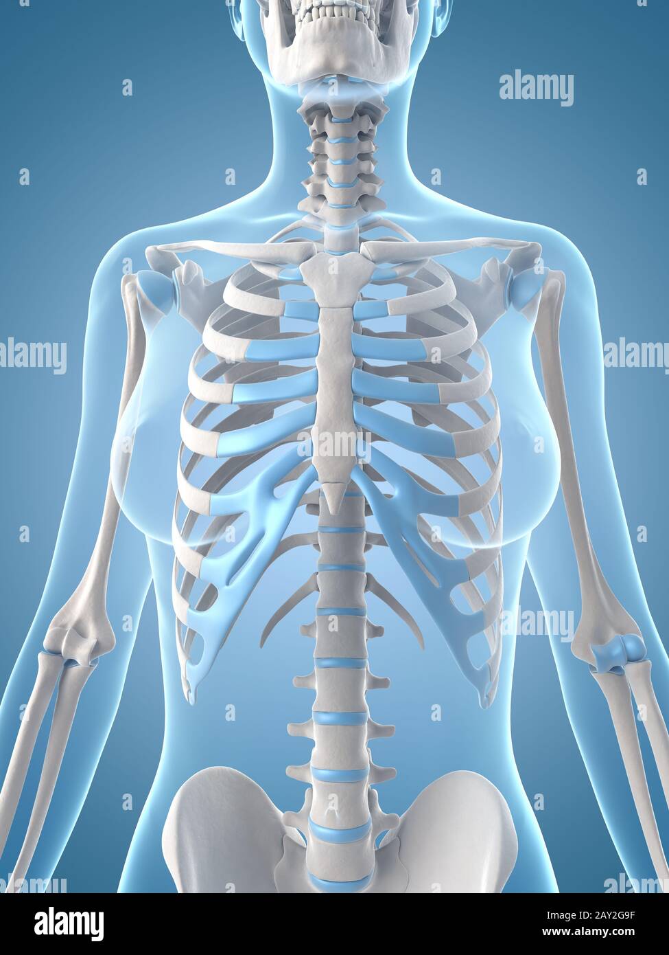 Female Skeleton Front High Resolution Stock Photography and Images - Alamy