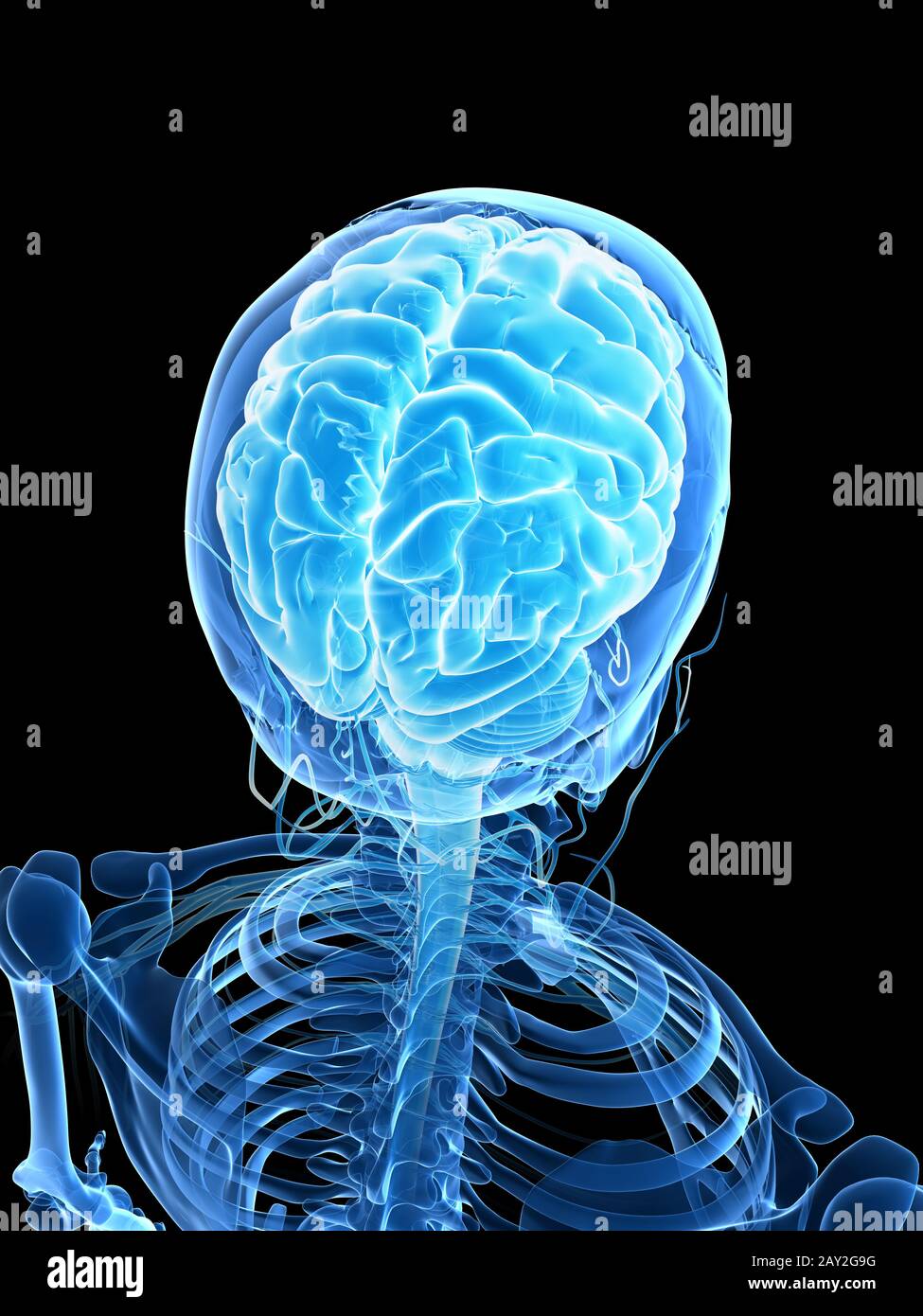 3d rendered illustration - male brain Stock Photo - Alamy