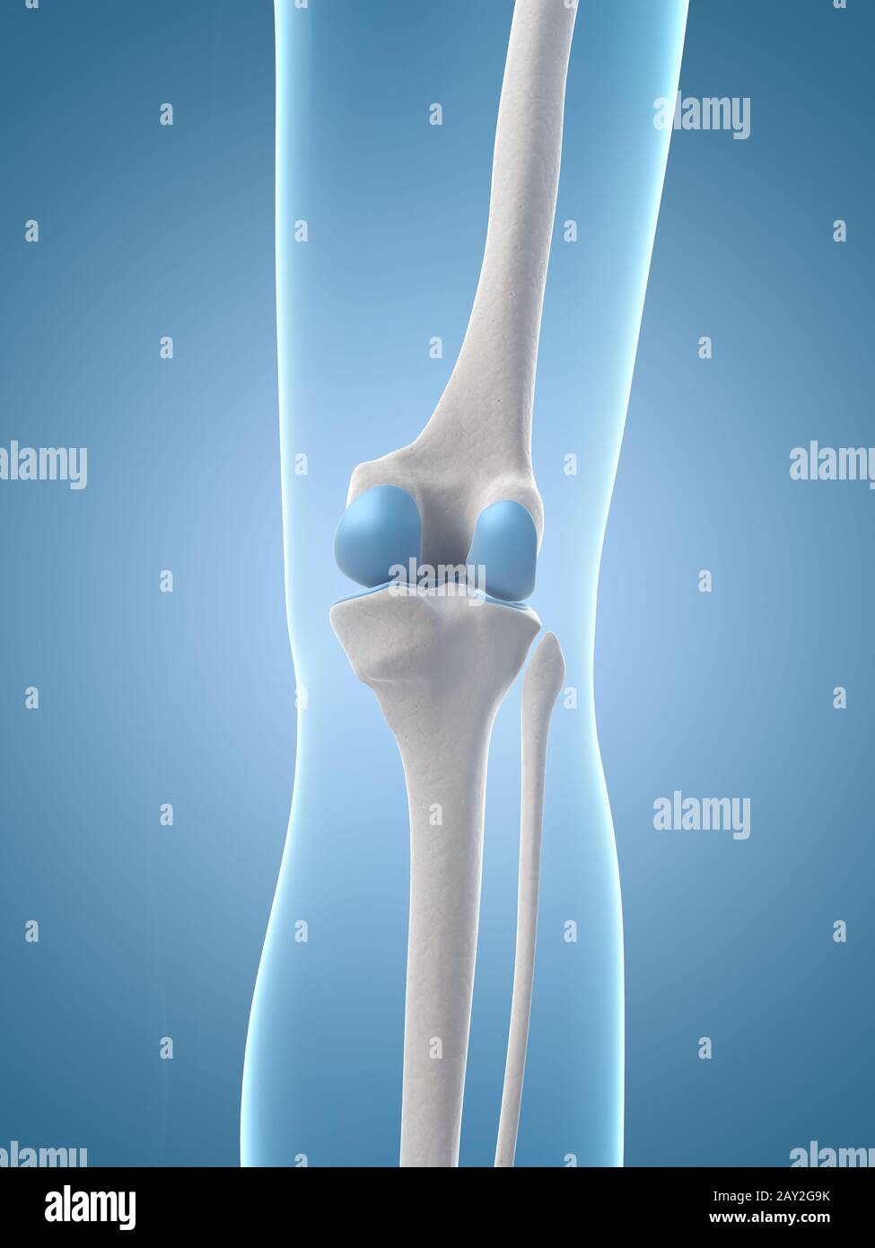 medical illustration of the knee Stock Photo - Alamy