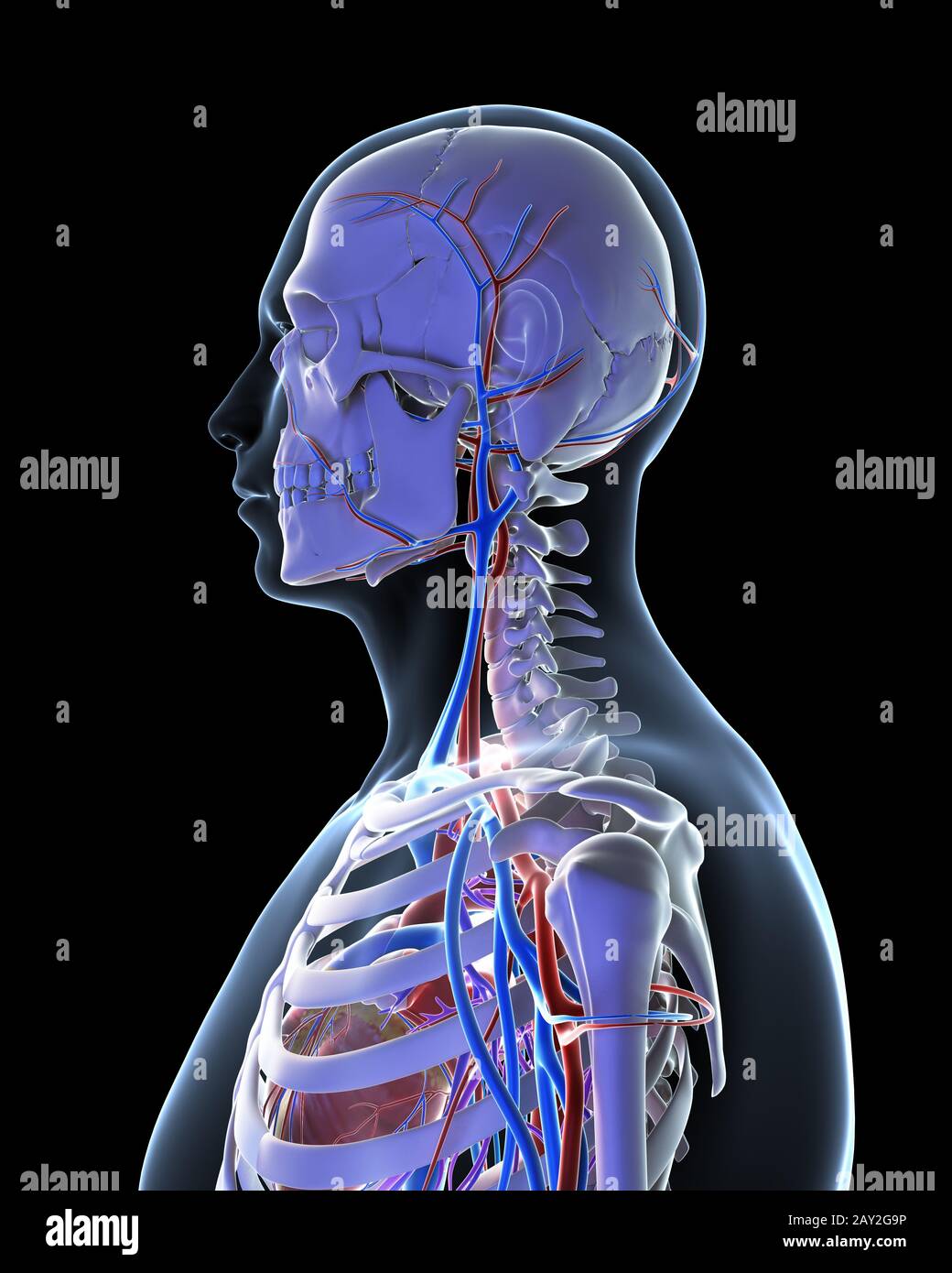3d rendered illustration - vascular system Stock Photo - Alamy