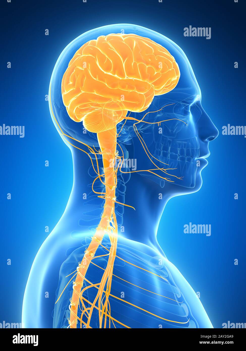 3d rendered illustration - male brain Stock Photo - Alamy