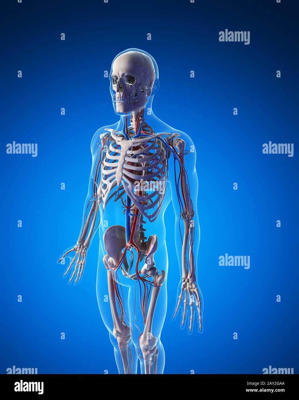 3d rendered illustration - vascular system Stock Photo - Alamy