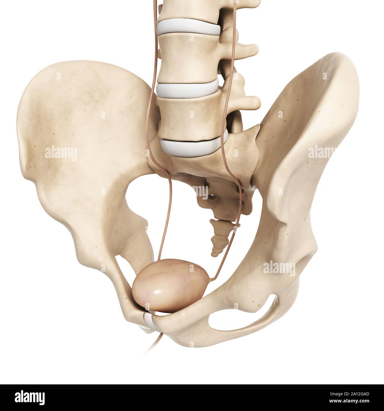 Human bladder hi-res stock photography and images - Alamy