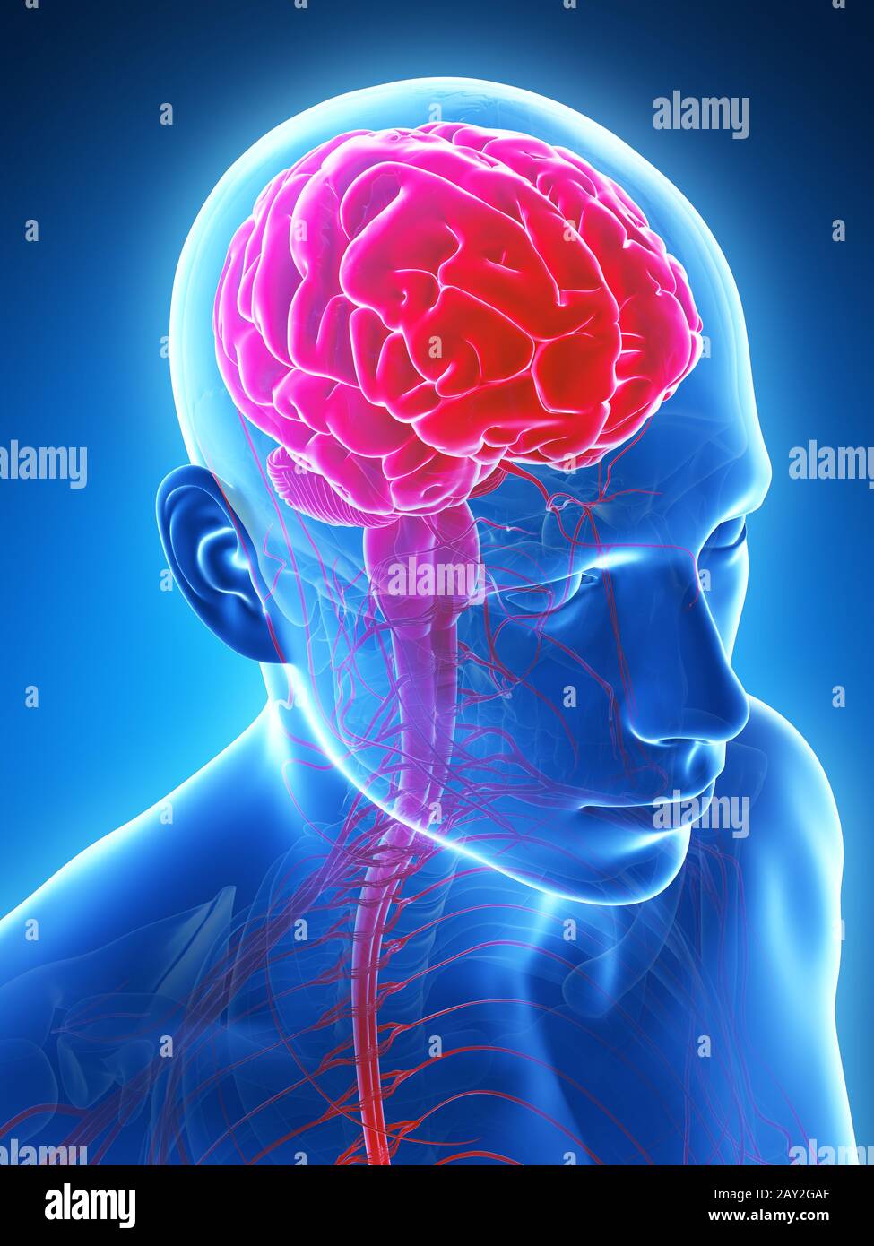 3d rendered illustration - male brain Stock Photo - Alamy