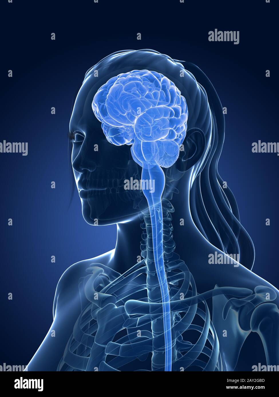 Diagram brain female hi-res stock photography and images - Alamy