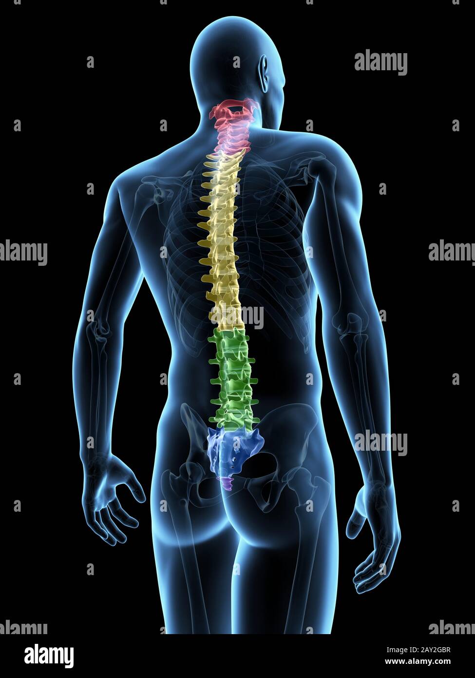 medical illustration of the spine sections Stock Photo - Alamy