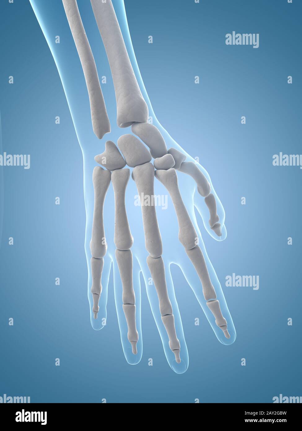 Hand bones hi-res stock photography and images - Alamy