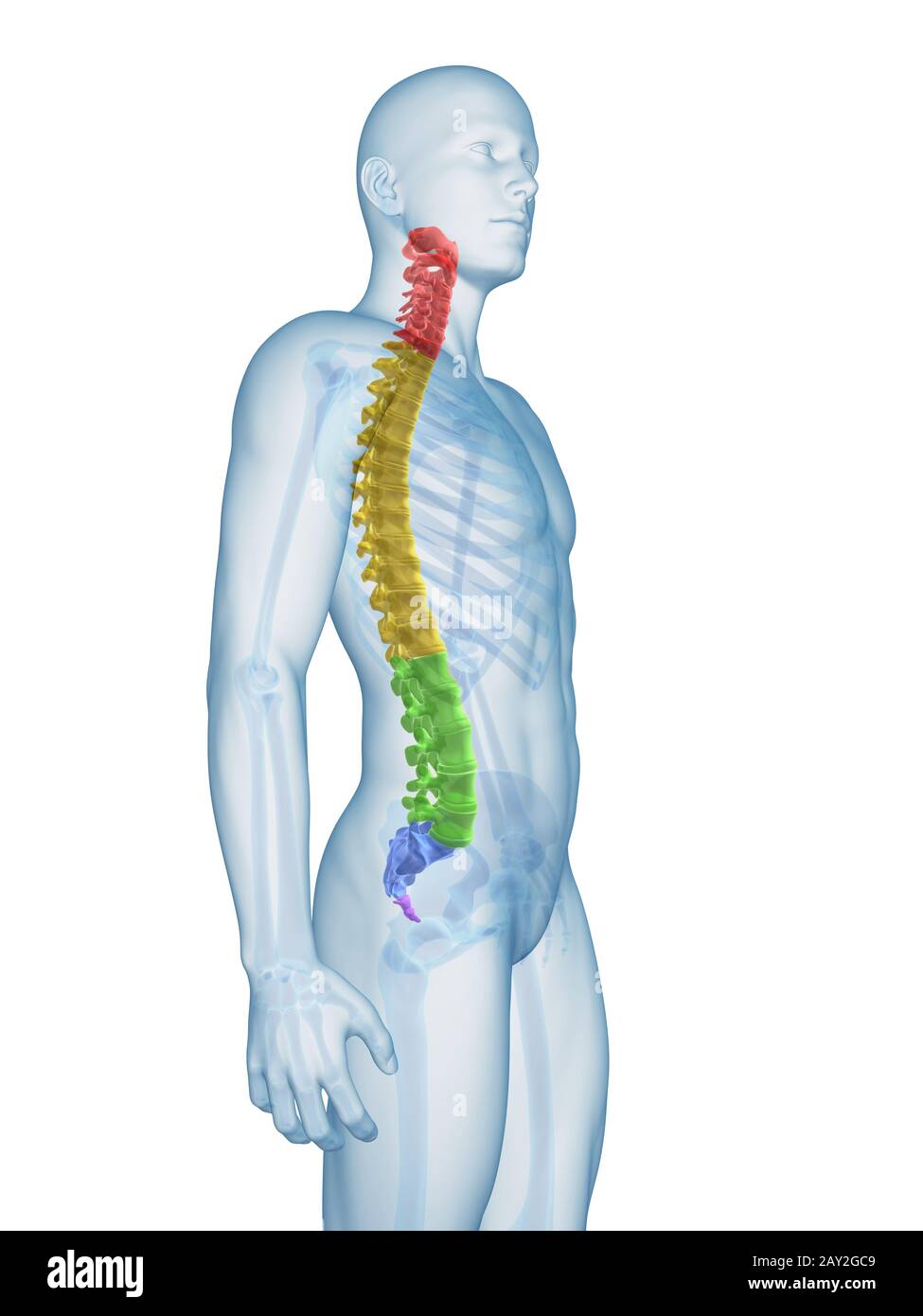 medical illustration of the spine sections Stock Photo - Alamy