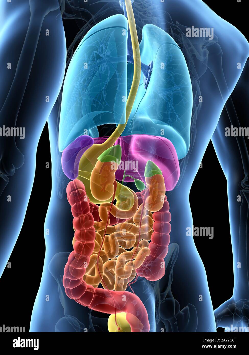 medical illustration of the male organs Stock Photo - Alamy