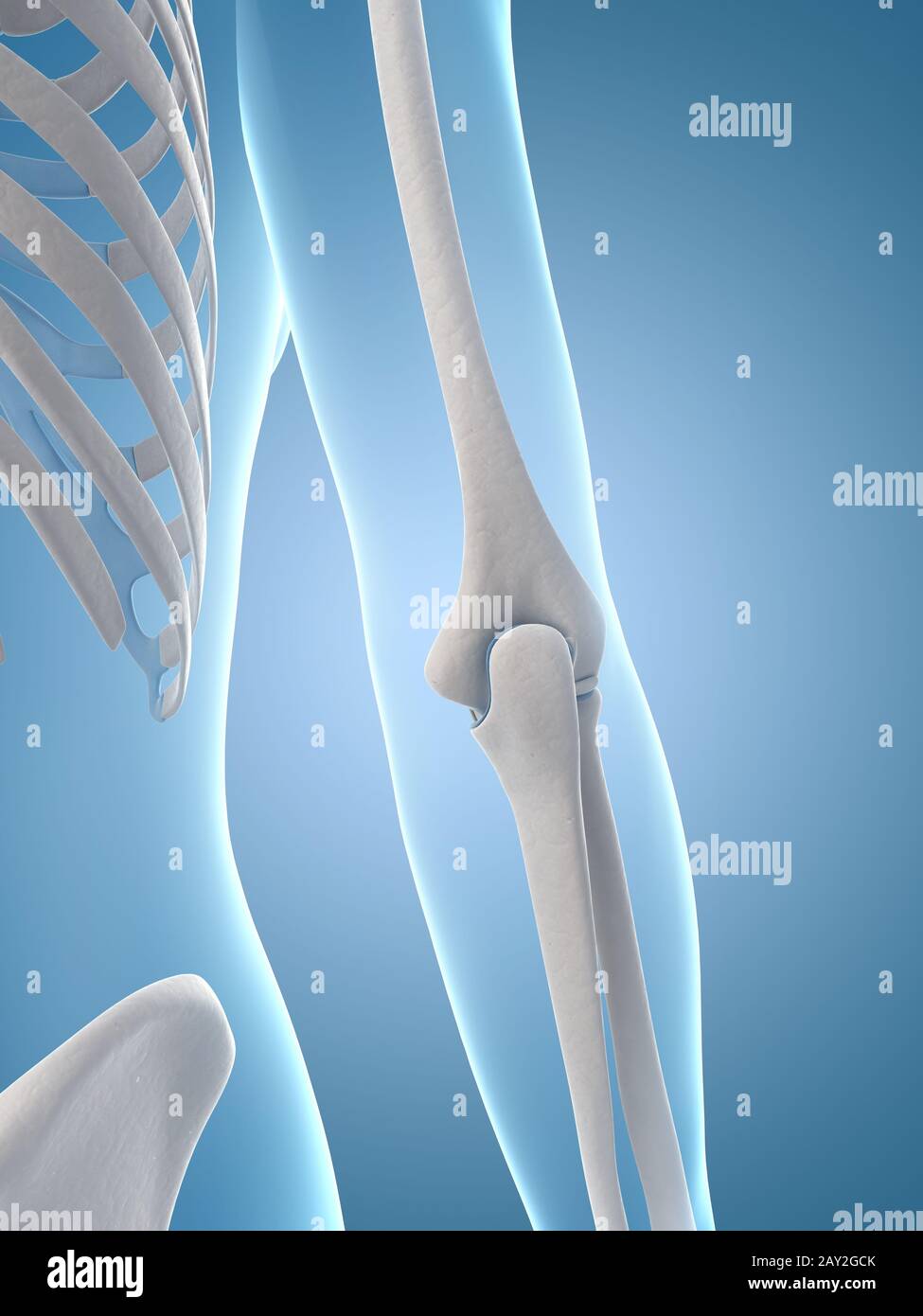 medical illustration of the elbow joint Stock Photo - Alamy